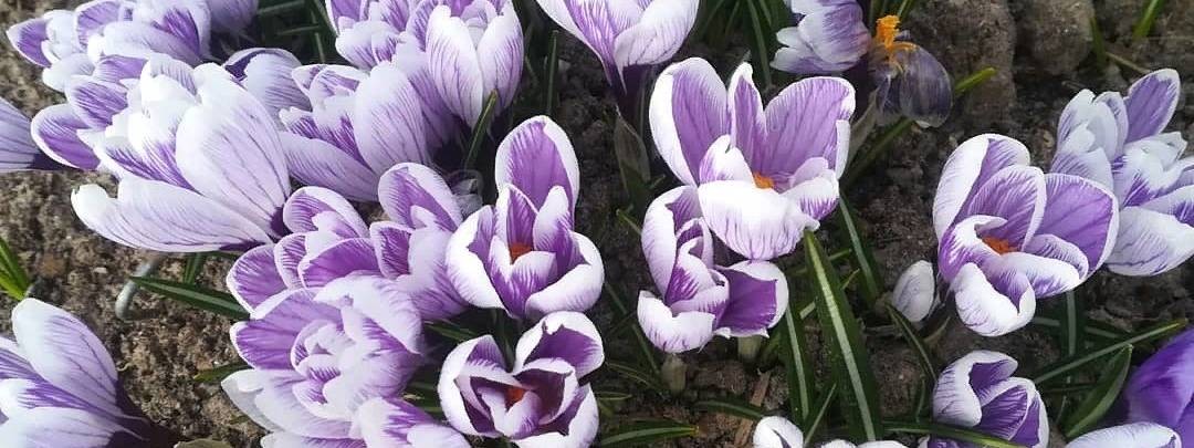 Ирина Сергеева