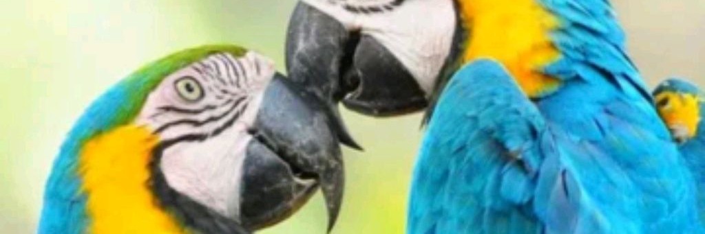 Уголок попугаев ??