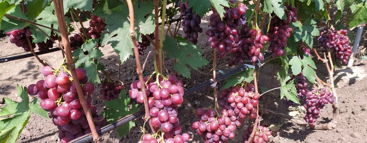 Виноградник Сергея Криули