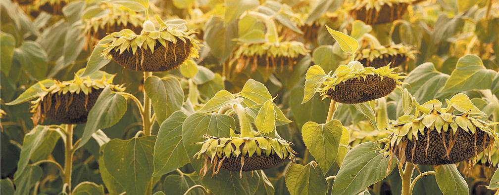 Регион Защиты Растений. Семена подсолнчк