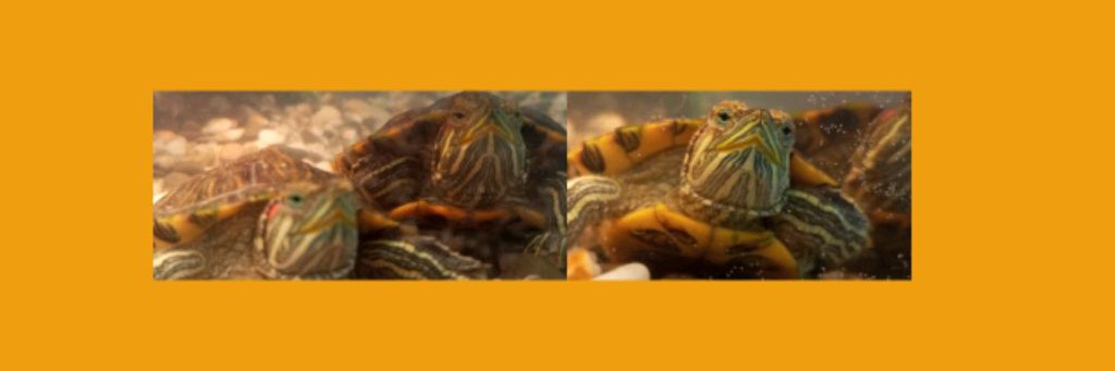 Красноушки