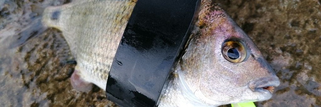 Ставридос.Ультралайт