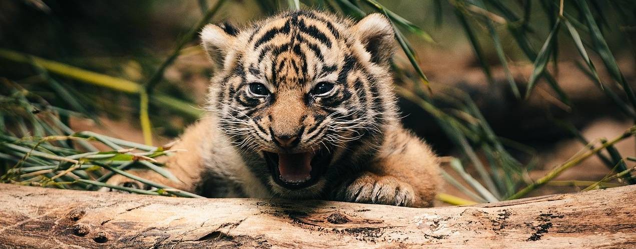 Зверополис