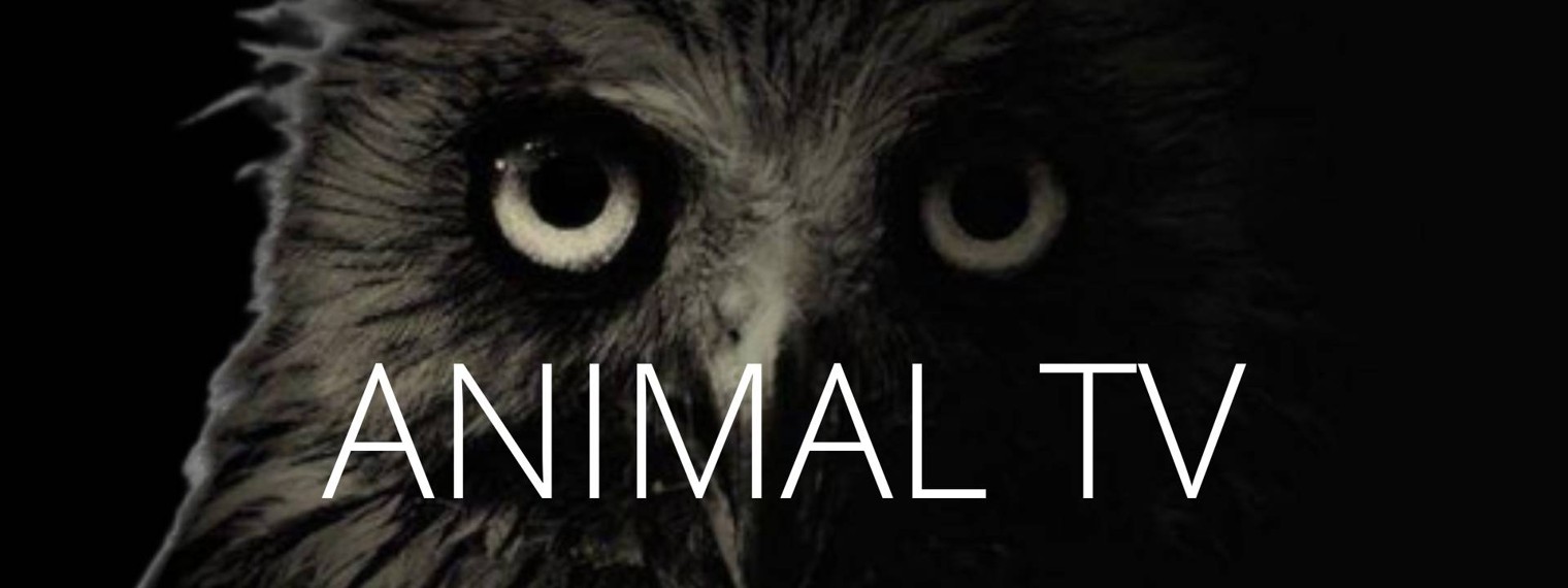 ANIMAL TV