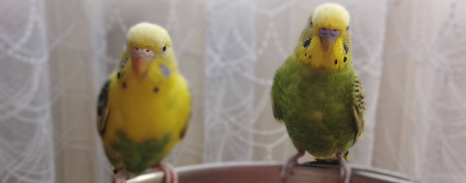 Попугай Диппер