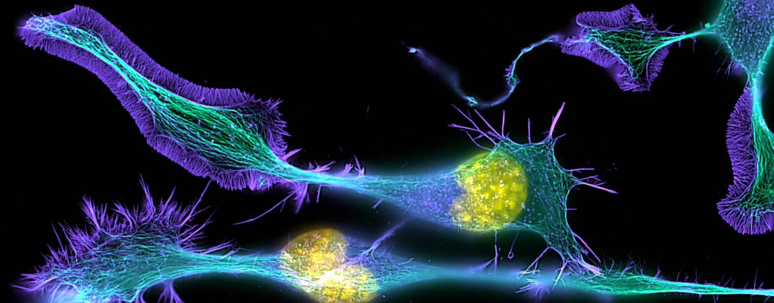 Игорь Лугин // Гистология  24