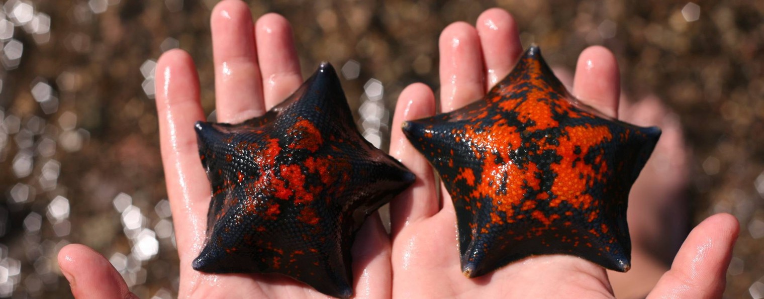 Четверо в Джипе, не считая собаки.