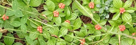 свяжи мечту