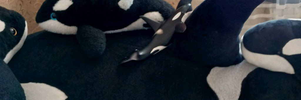 🐋-Косатка-🐋