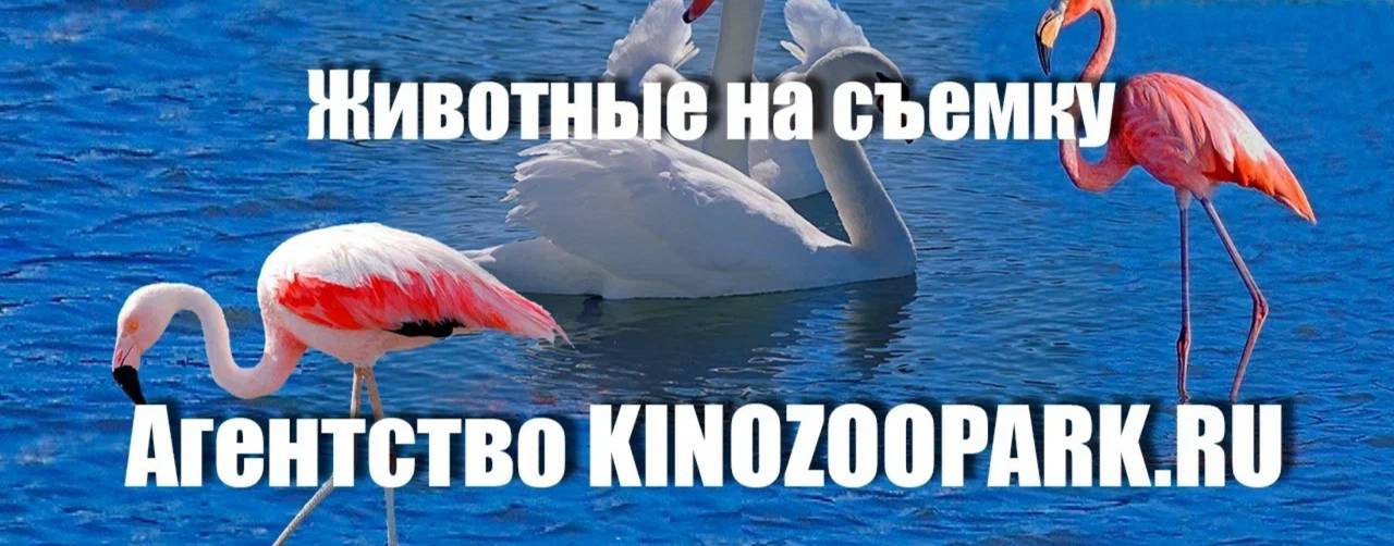 KINOZOOPARK