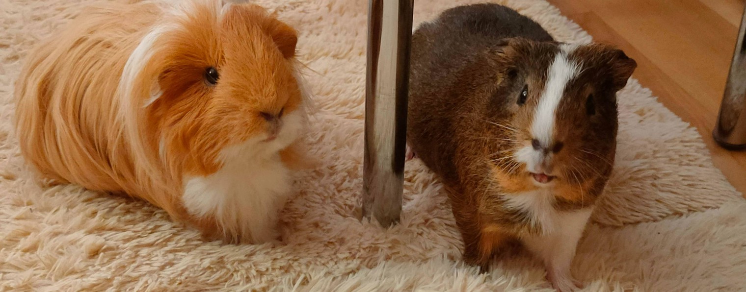 Зайка Пушистая