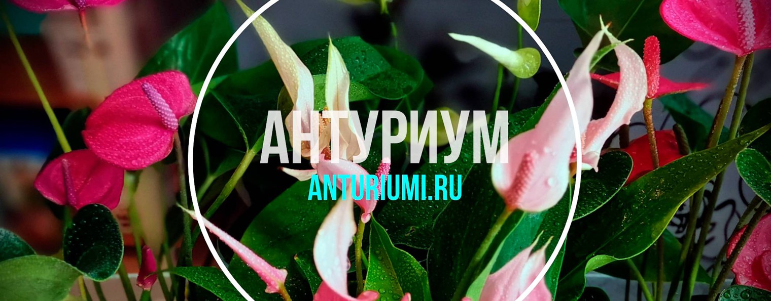 Антуриум
