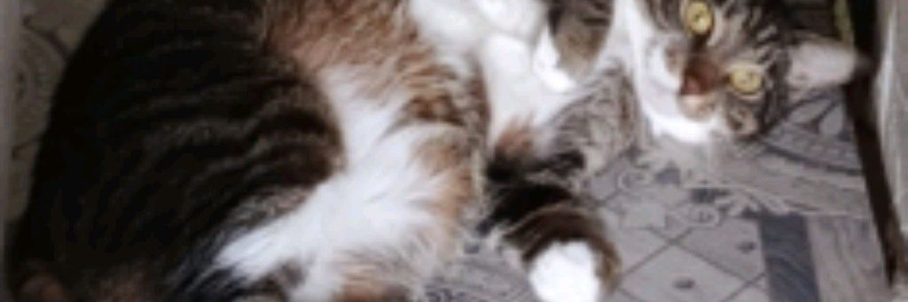 Топчик Хлопчик