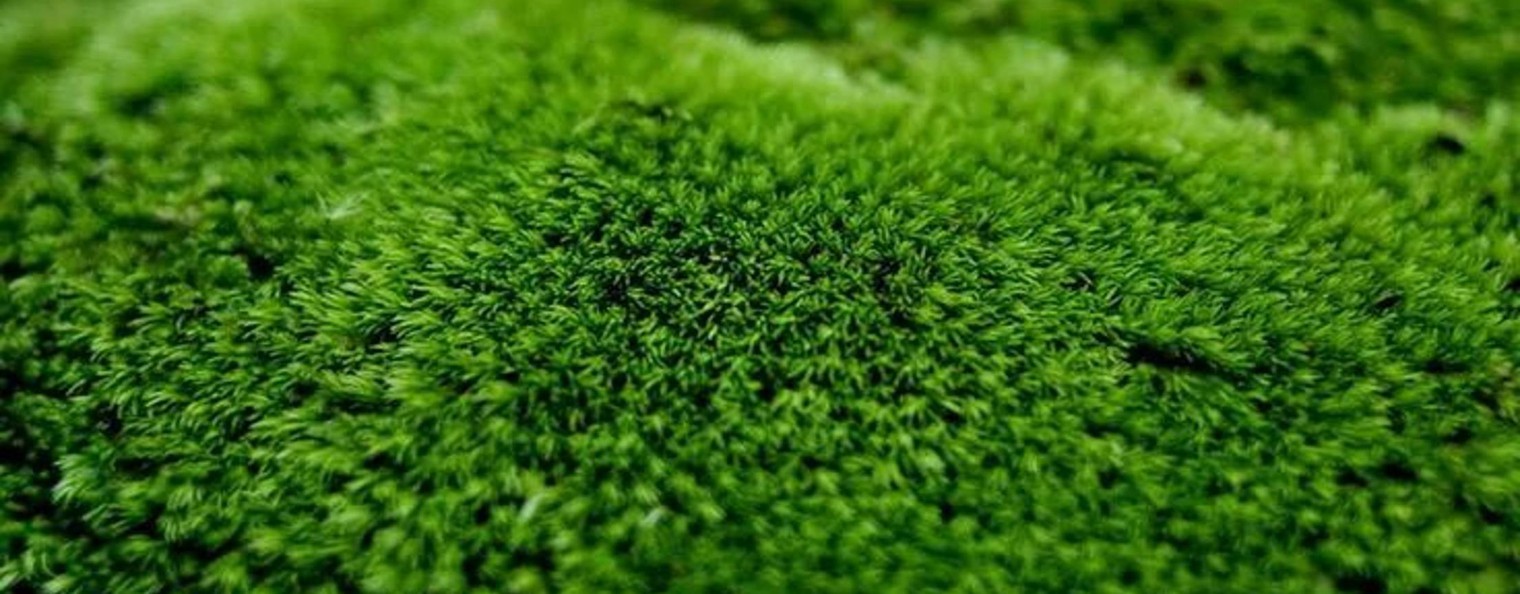 Moss