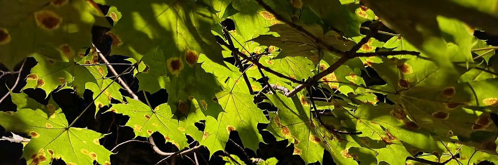 Территория Анатолия