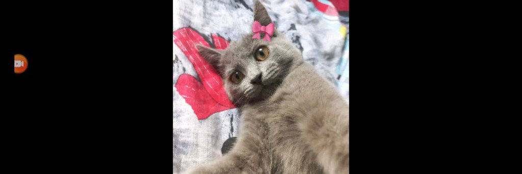 ♡Тока Катя♡