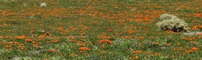 Аркадий Уманский психотерапевт, сексолог