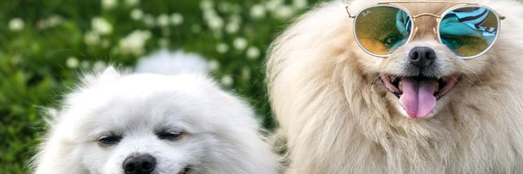 🥳весёлые шпицы Лакки & Полли💗