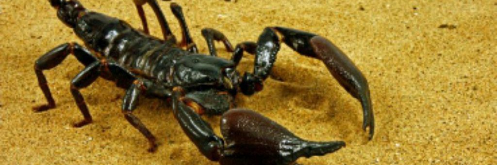 Скорпион 🦂