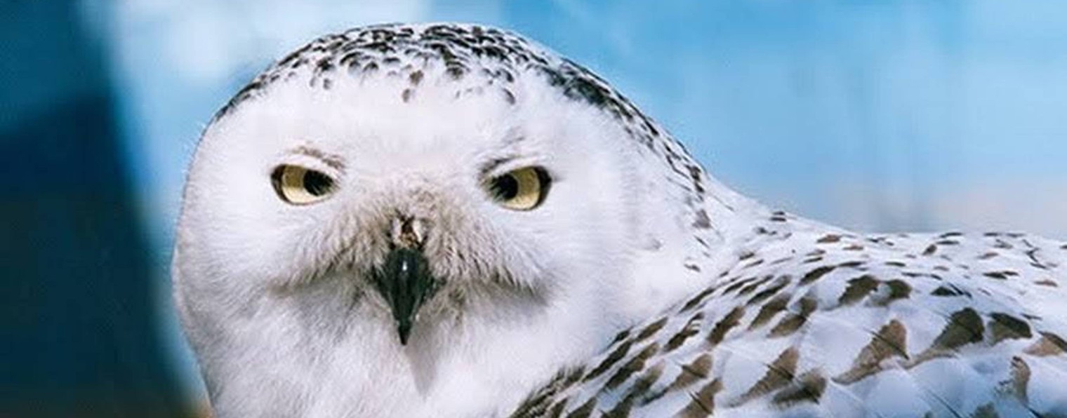 Валентина Вайт