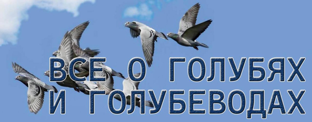 спортивное голубеводство России