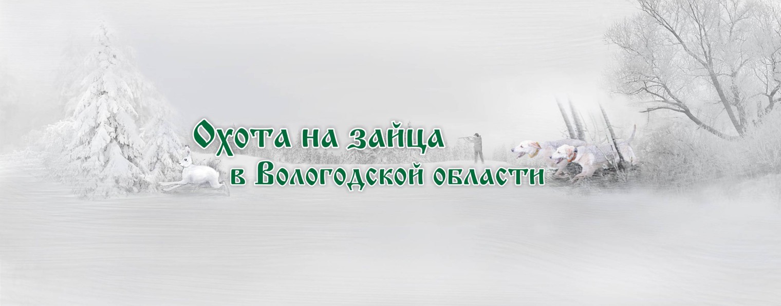 Охота на зайца в Вологодской области