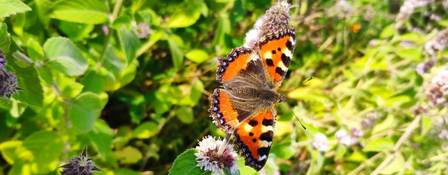 Моя дача и другие животные