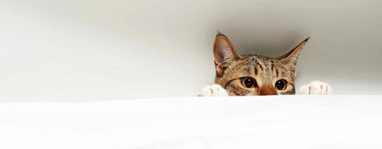 Котейко