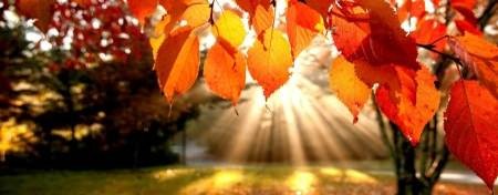 Роза Дридгер