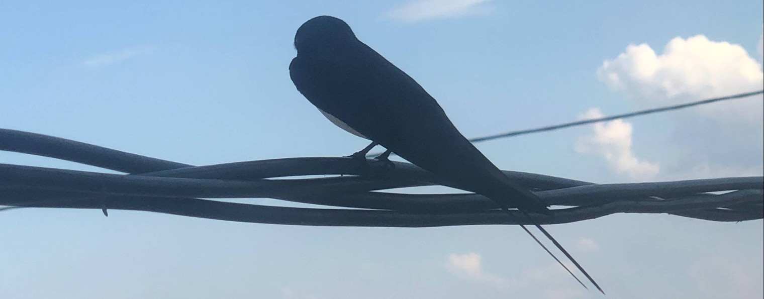 Кристина виолончель