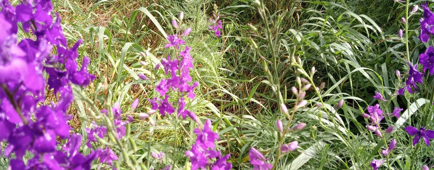 Природа  и насекомые