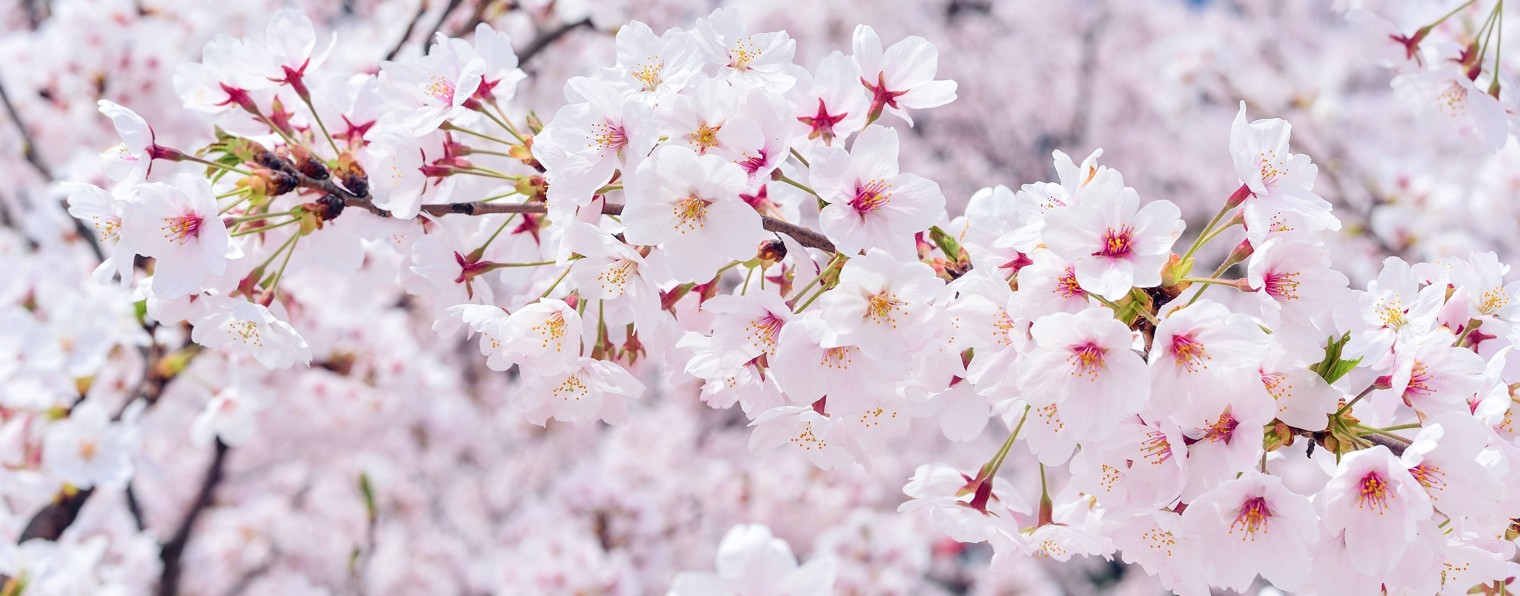 Под звездным небом