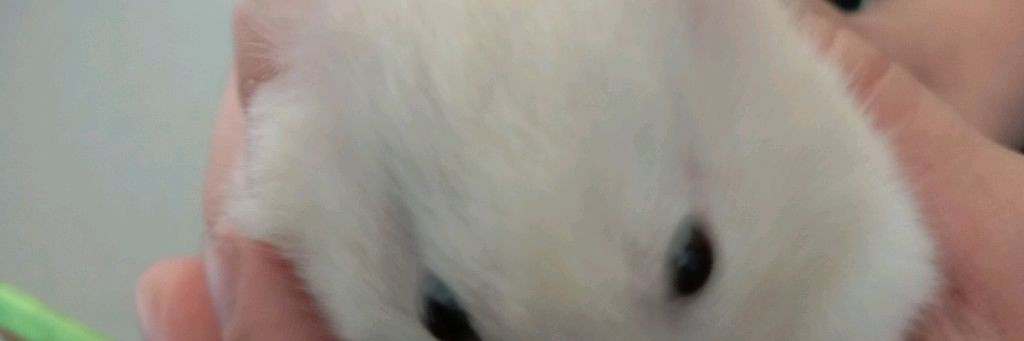 Супер Вспышка/химми