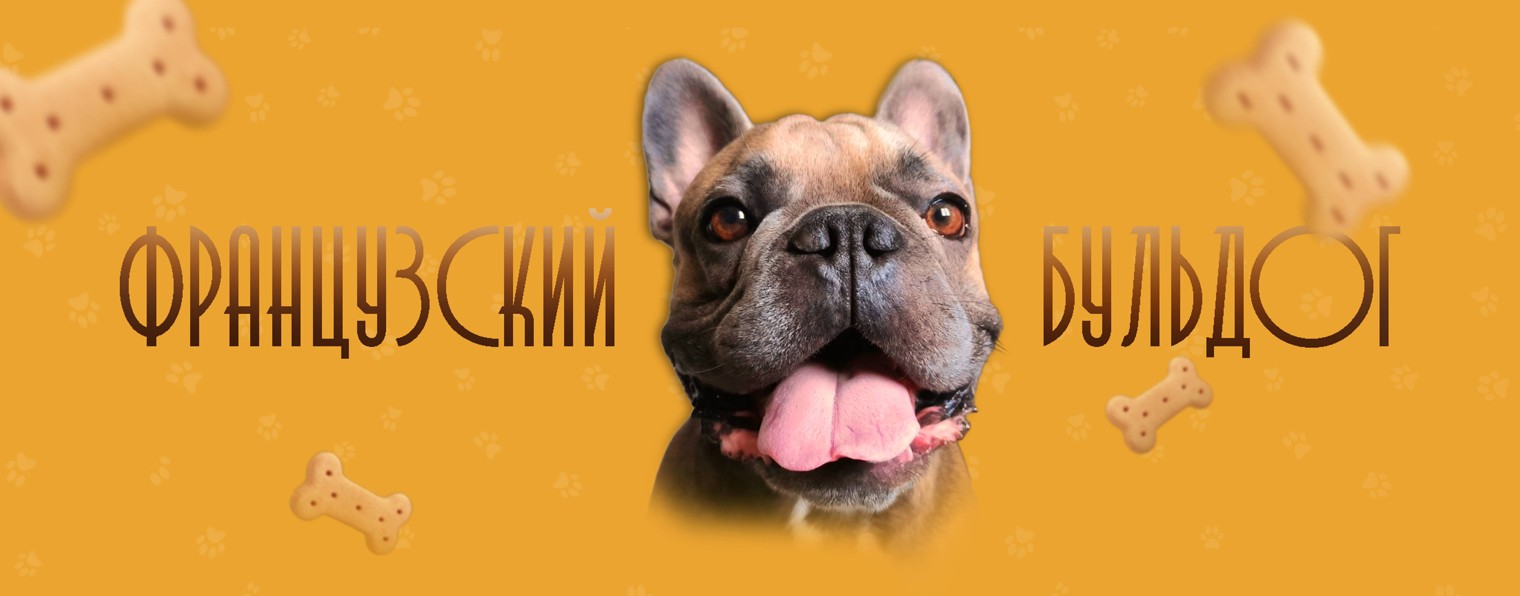 Жизнь с французским бульдогом | Тоня и Чоп