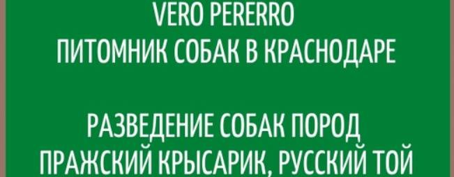 Пражский крысарик, Русский той
