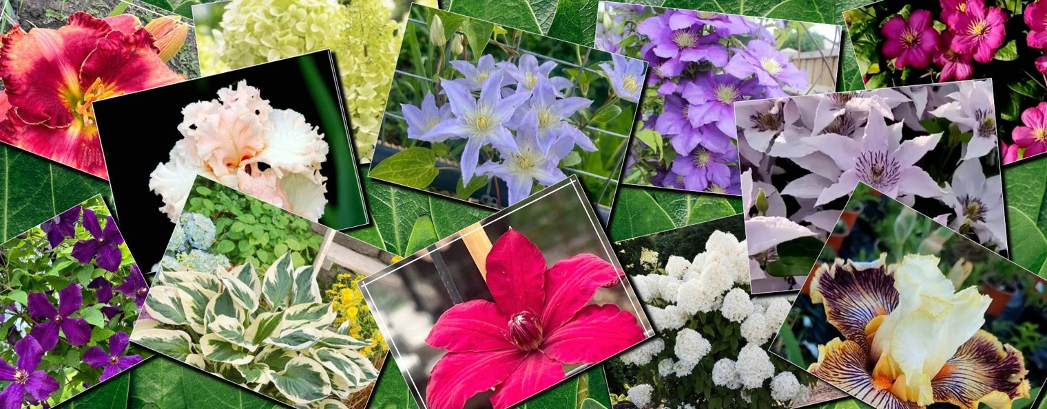 Цветущий рай c Alena MyGarden