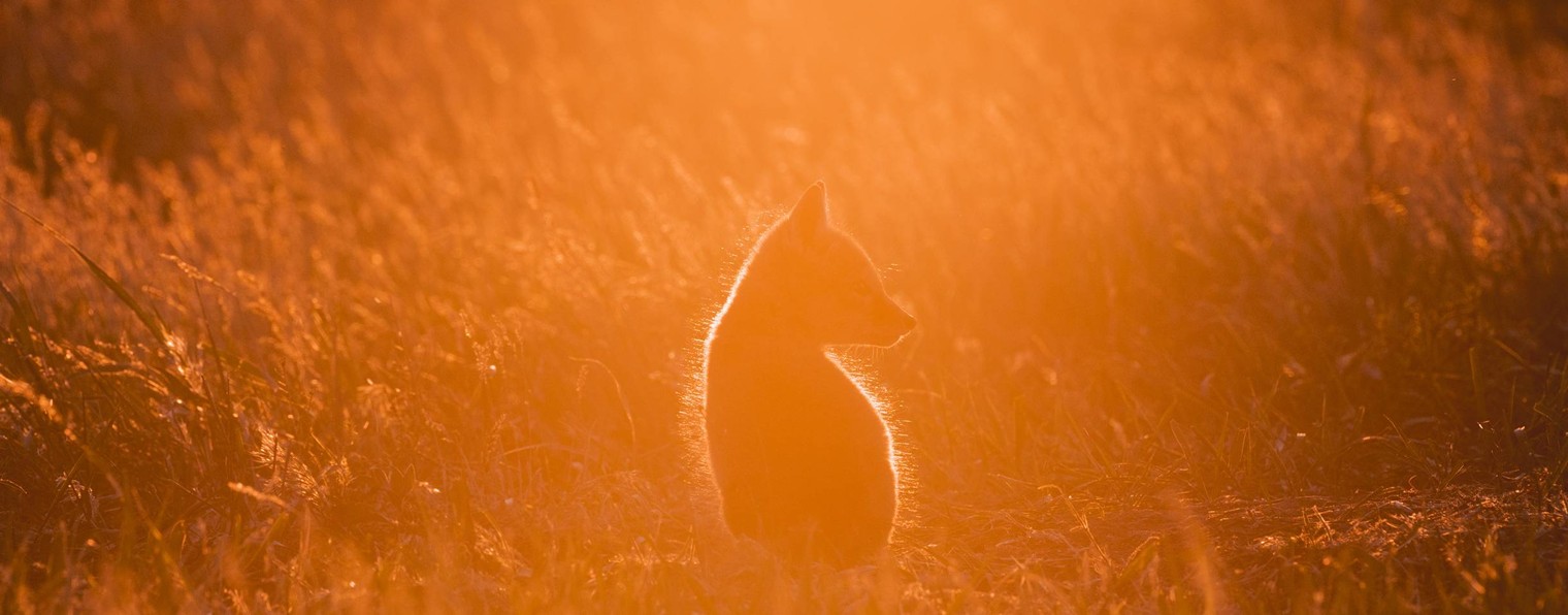 Дико интересная жизнь | Living Wildlife