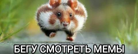 мемный хома