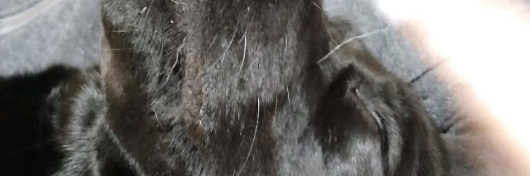 Степан чернышев