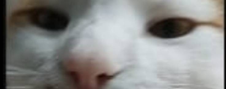 Кота гусь