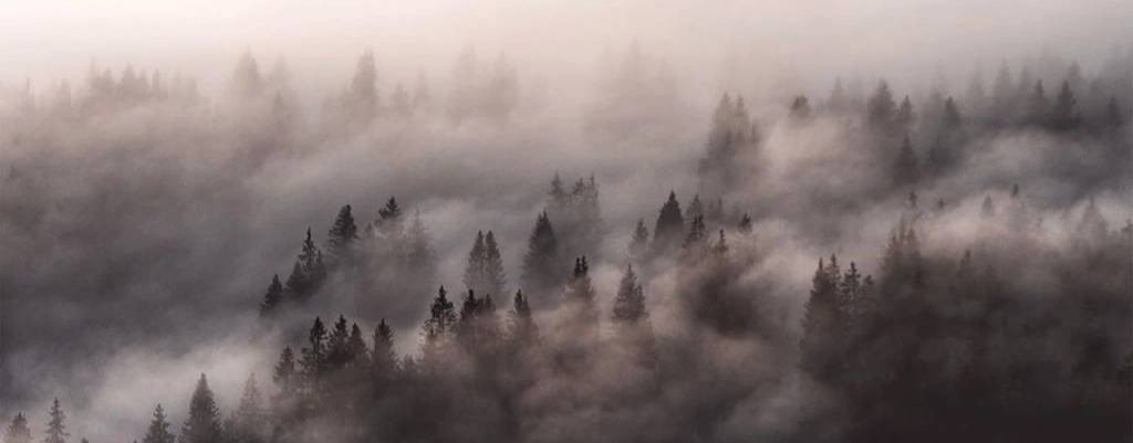 Лесной дилетант