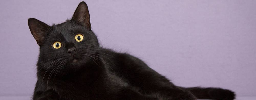 Хвостики в дар. Пиар животных