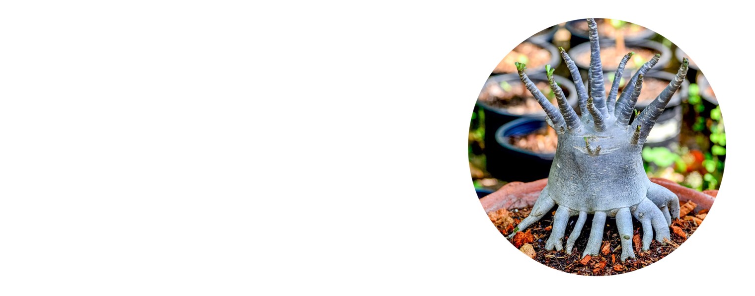 Adeniumland - Интернет-магазин комнатных растений