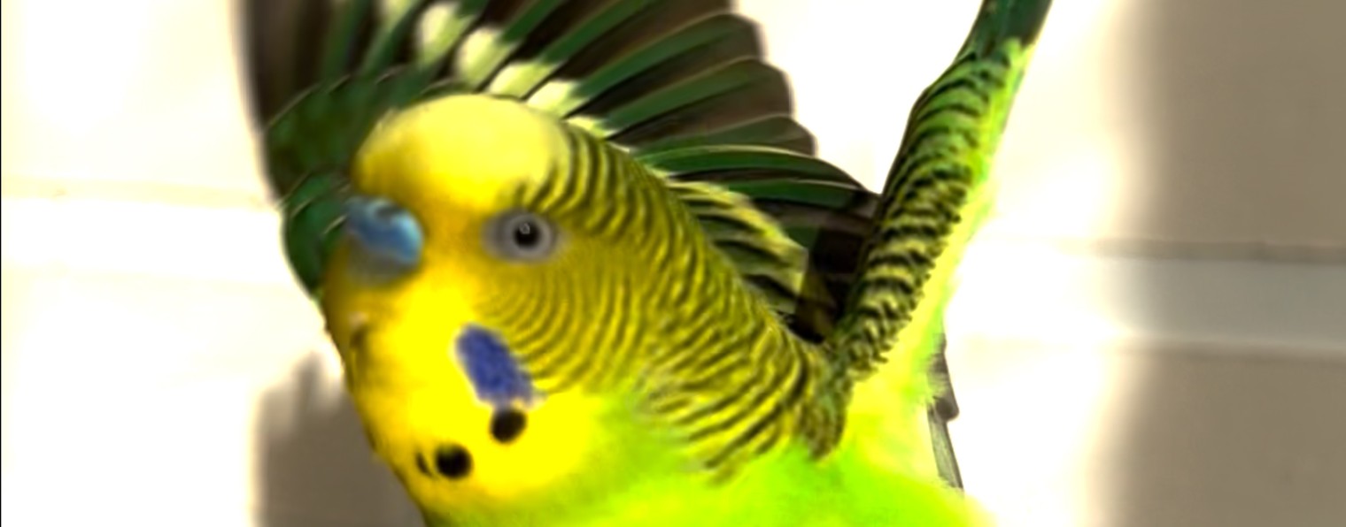 RiggiMinni and parrots