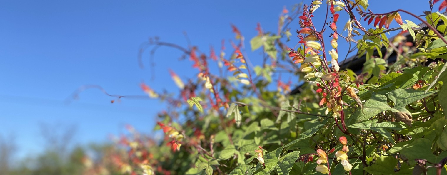 Не зимний сад Е.М.