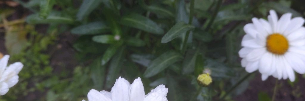 Ольга Д. Жизнь на пенсии