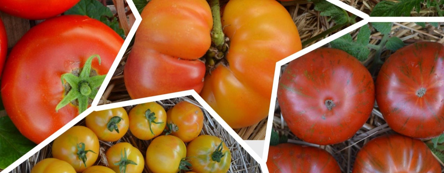 Семена томатов Чистый огород