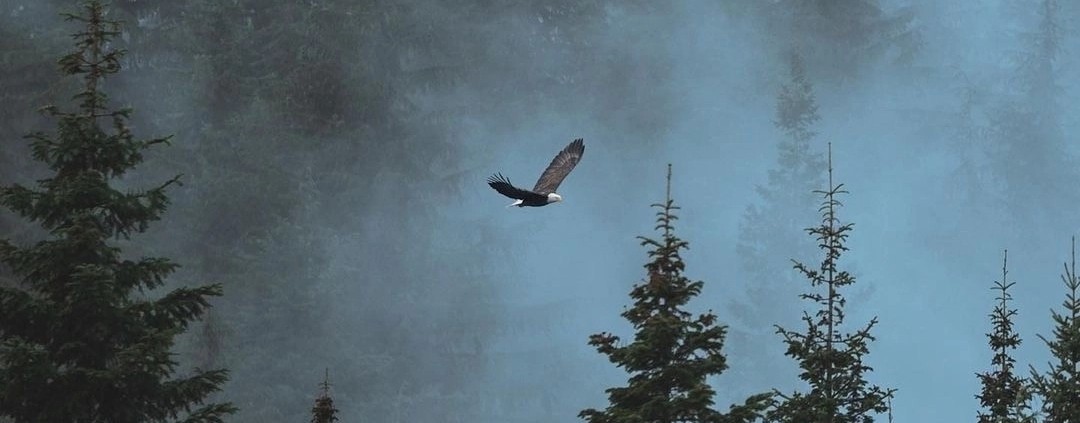 жизнь в тайге