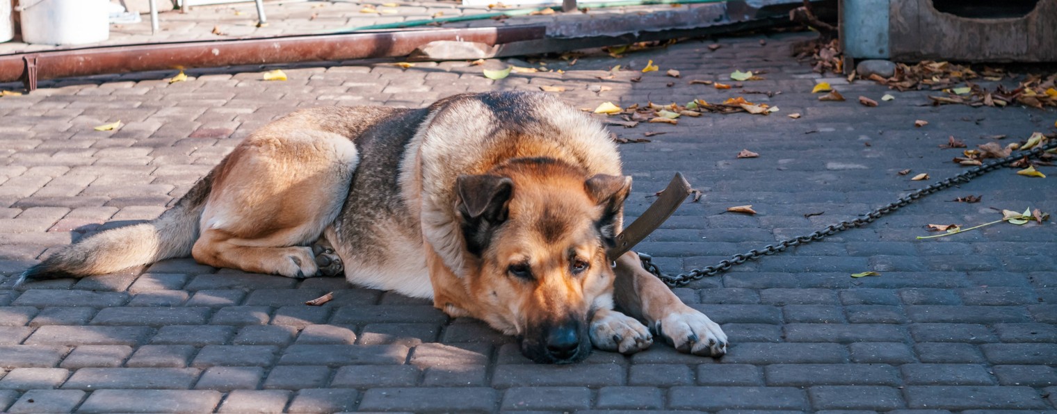 Здравствуйте или Привет! Водолазы.