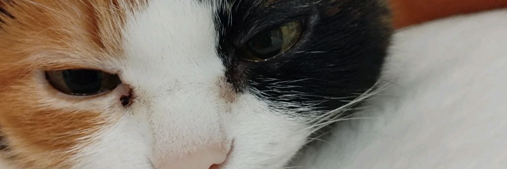 Котя соня😺